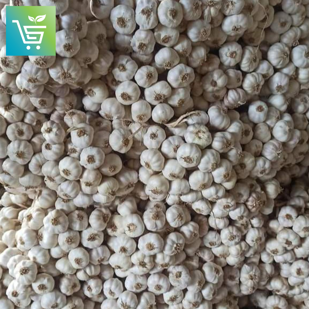 Garlic Native – The Locale Farm